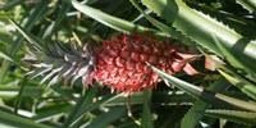 Pineapple Genome Sequences Hint at Plant Domestication in a Single Step ...