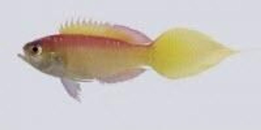 133 New Species Described by the California Academy of Sciences in 2016 ...