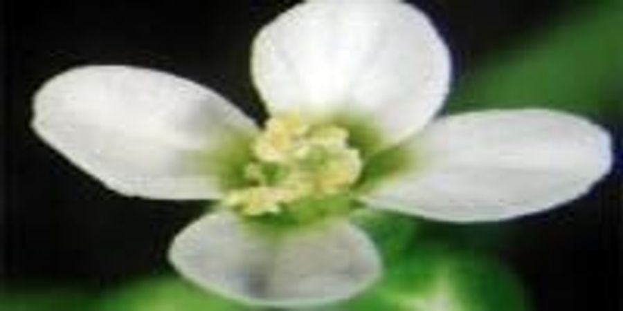 To Bloom or Not to Bloom: That Is the Question | Lab Manager