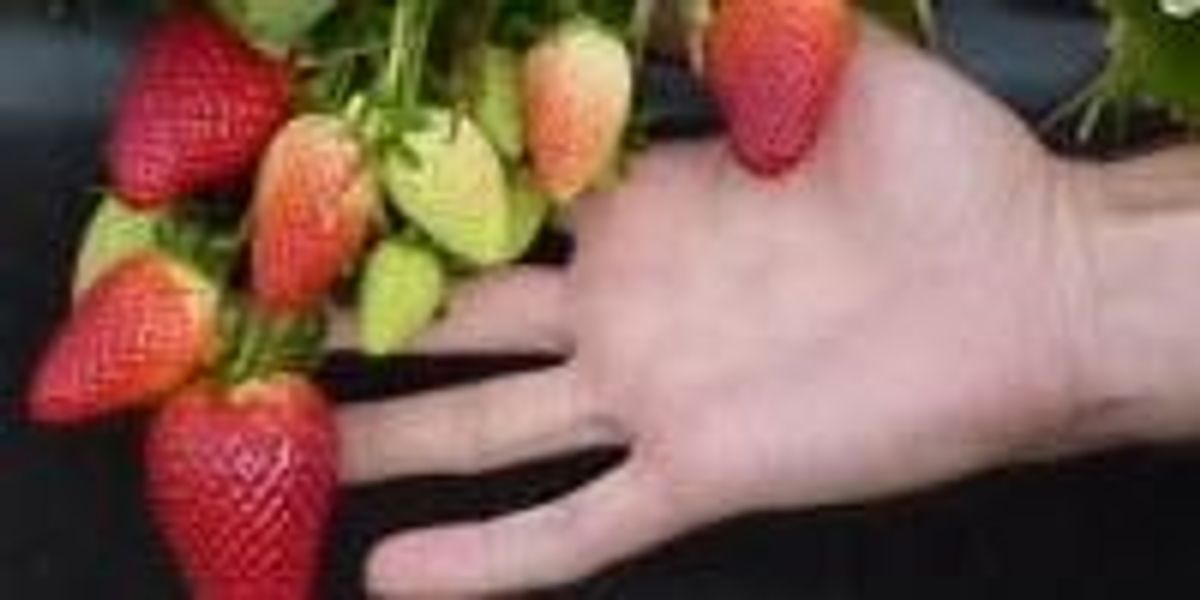 Commercially Growing Strawberries