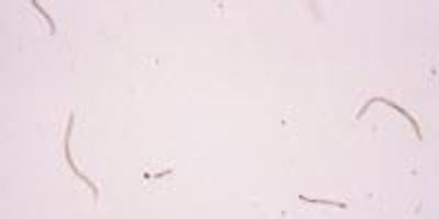 Microbiology Articles | Lab Manager | Page 13