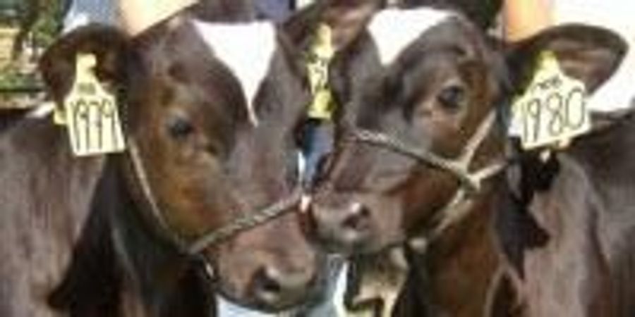 Cow Gene Study Shows Why Most Clones Fail | Lab Manager