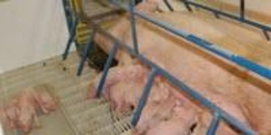 Animal Scientist Receives New Innovator Research Grant | Lab Manager