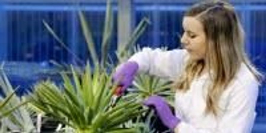 New Study of Water-Saving Plants Advances Efforts to Develop Drought ...