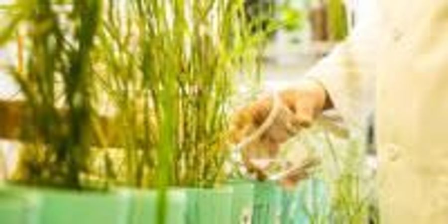New Grasses Neutralize Toxic Pollution from Bombs, Explosives, and ...