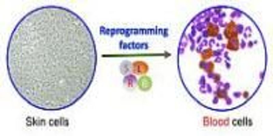 Scientists Successfully Create Blood from Skin Cells | Lab Manager