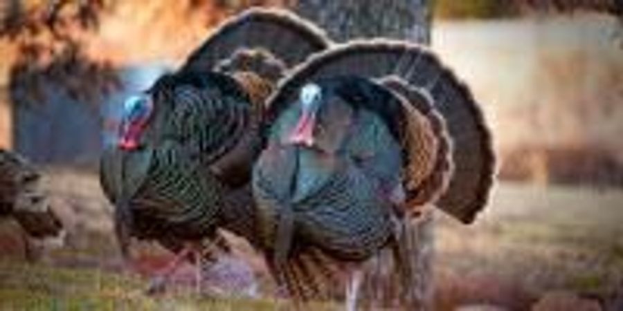 Researchers Talk Turkey: Native Americans Raised Classic Holiday Bird ...