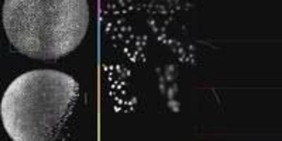 Smart Microscope Adapts to Changes in Live Specimens | Lab Manager