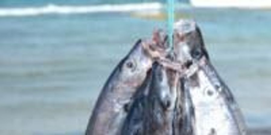 Report Reveals a Big Dependence on Freshwater Fish for Global Food ...