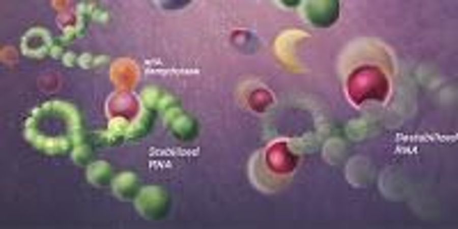 Zika Virus Infection Alters Human and Viral RNA | Lab Manager