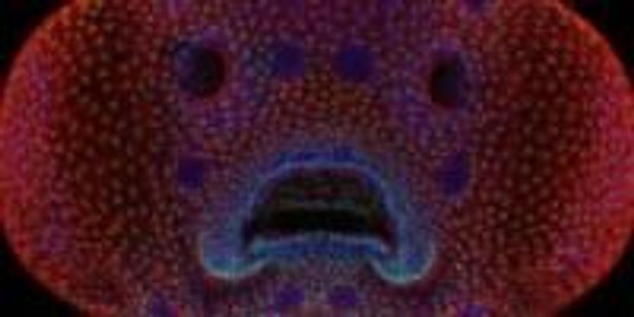 Microscopic Fish Face Takes First Place in 2016 Nikon Small World ...