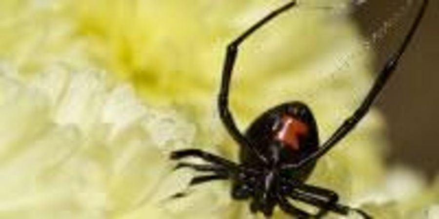 Virus Carrying DNA of Black Widow Spider Toxin Discovered | Lab Manager