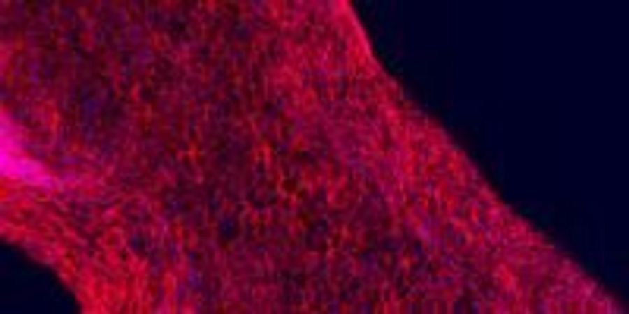 A Step Forward in Building Functional Human Tissues | Lab Manager