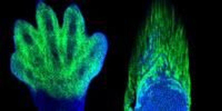 Discovery Reveals Evolutionary Path from Fins to Fingers | Lab Manager