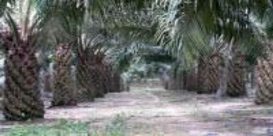 Reduced Ecosystem Functions in Oil Palm Plantations | Lab Manager