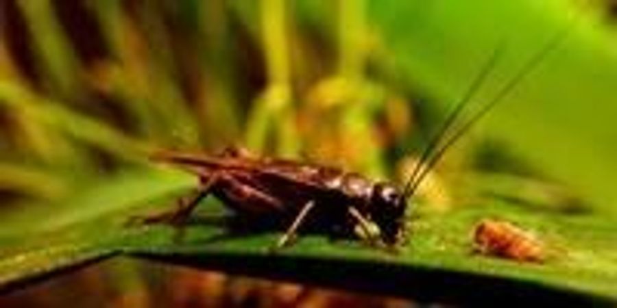 Lab Develops Novel Approach to Study Sound Recognition in Acoustically ...