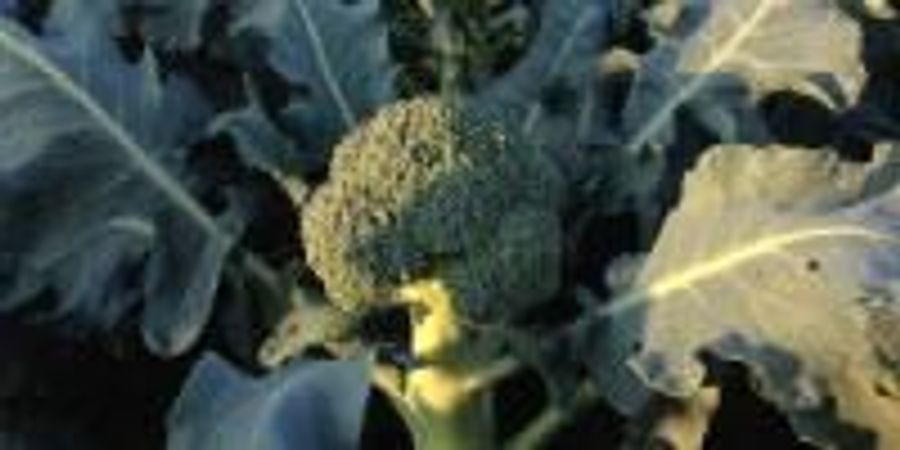 Two Specialty Crop Projects Receive over $6M in USDA Grants | Lab Manager