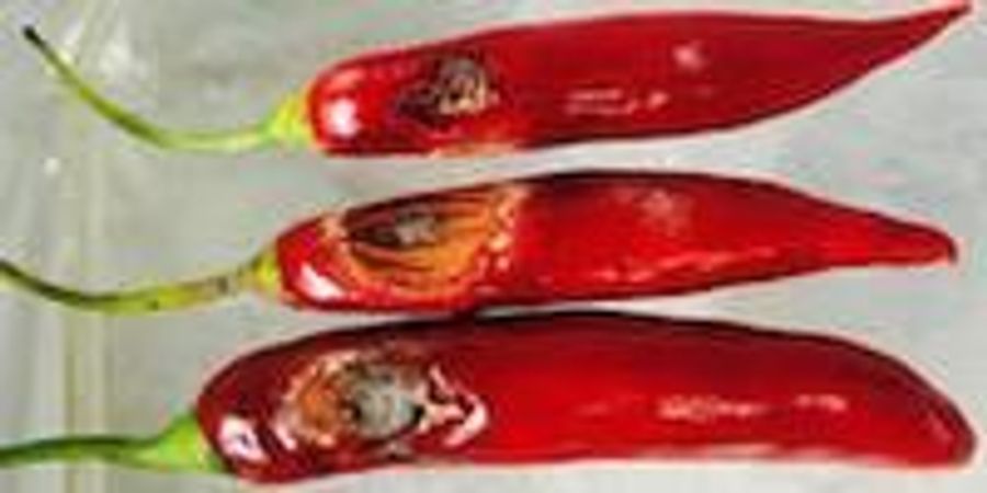 New Chilli Pathogens Discovered in Australia | Lab Manager