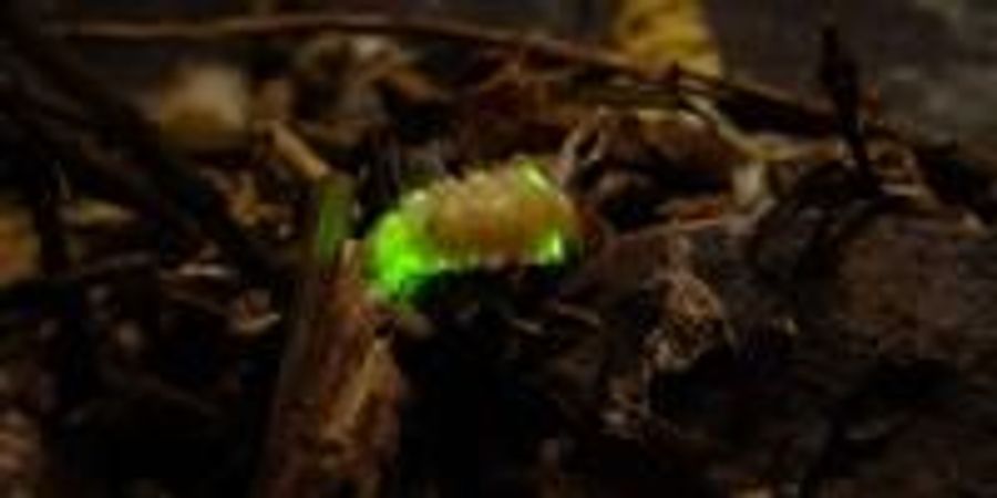 How an Enzyme in Fireflies, Click Beetles and Glow Worms Yields ...
