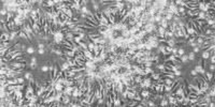 Scientists Discover a Way to Create Specialized Cells More Efficiently ...