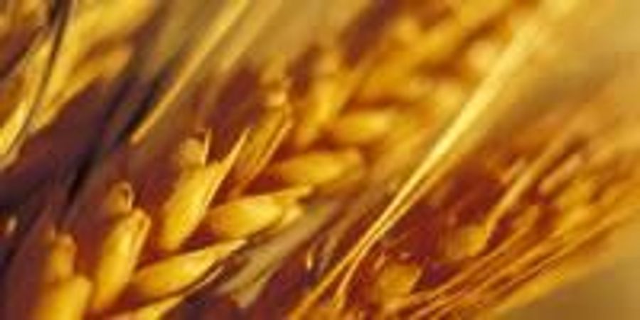 Researchers Find Biological Explanation for Non-Celiac Wheat ...