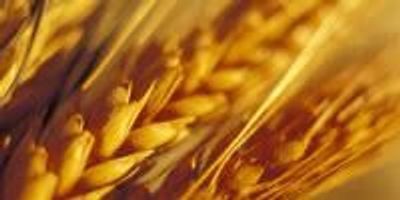 Microbiology Articles | Lab Manager | Page 13