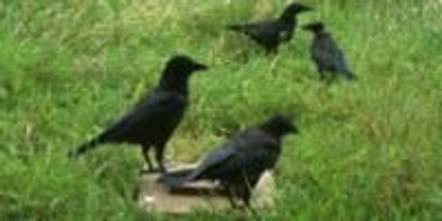 Scavenger Crows Provide Public Service, Research Shows | Lab Manager
