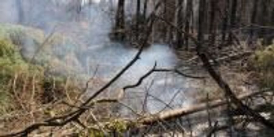 Climate Change Is Turning the World's Bogs into Fire Hazards ...