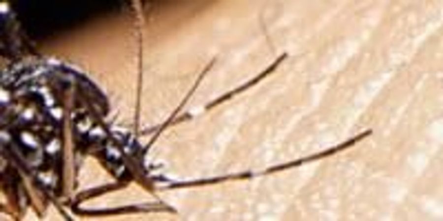Itchy Inflammation of Mosquito Bites Helps Viruses Replicate | Lab Manager