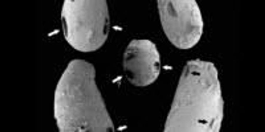 Paleobiologist Finds Evidence of Predation in Ancient Microbial ...