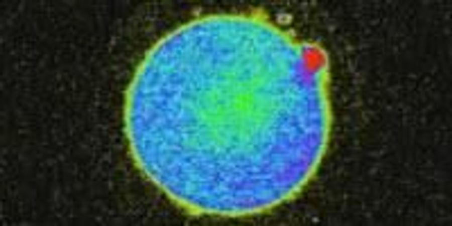 Radiant Zinc Fireworks Reveal Quality of Human Egg | Lab Manager