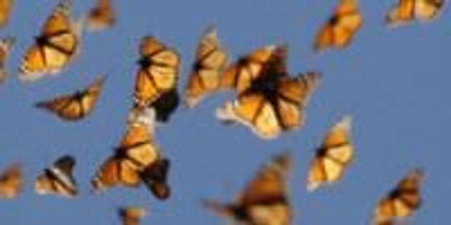 Scientists Uncover Secrets of the Monarch Butterfly's Internal Compass ...