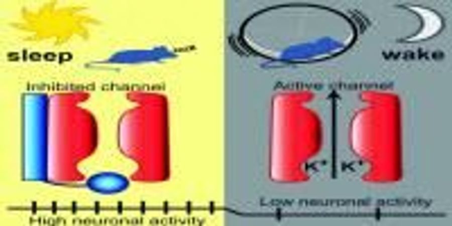 New Study Illuminates Key Aspects of How We Fall Asleep and Wake Up ...