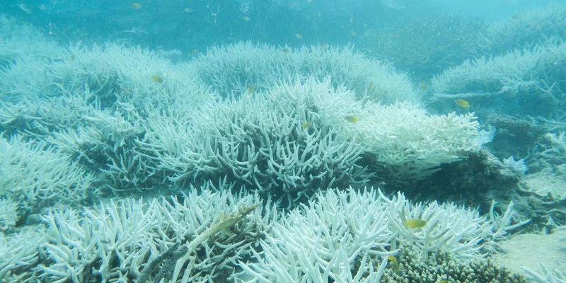 Great Barrier Reef Is Facing Catastrophic Damage, Researchers Warn ...