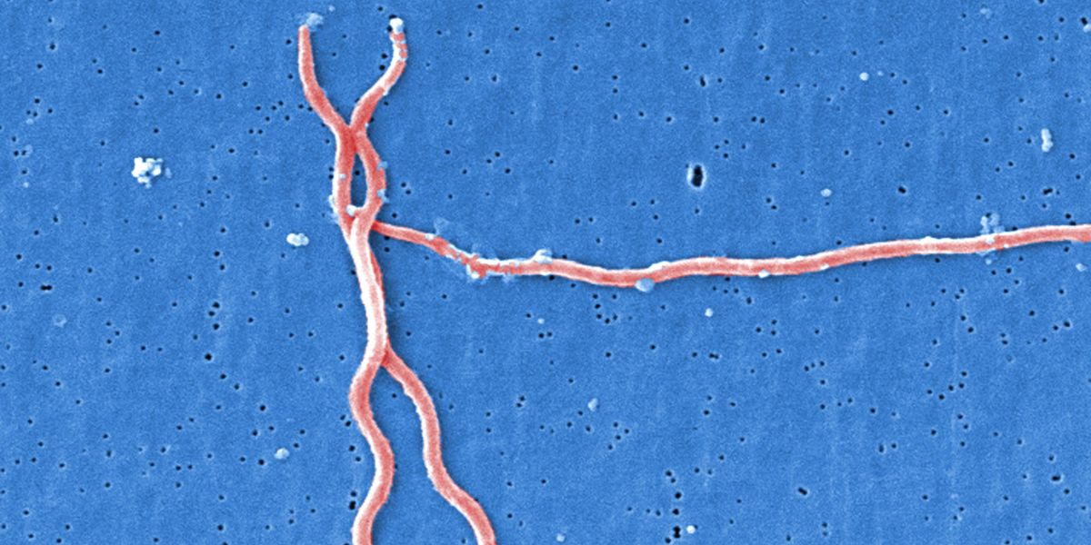 Borrelia Burgdorferi Microscope