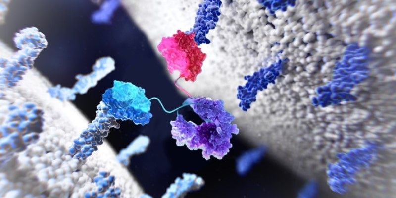 Antibody Discovery Platform Expanded for Rapid Bispecific Antibody ...