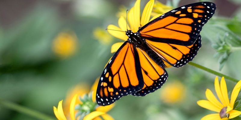 At-Risk Butterflies Benefit from Human Intervention | Lab Manager