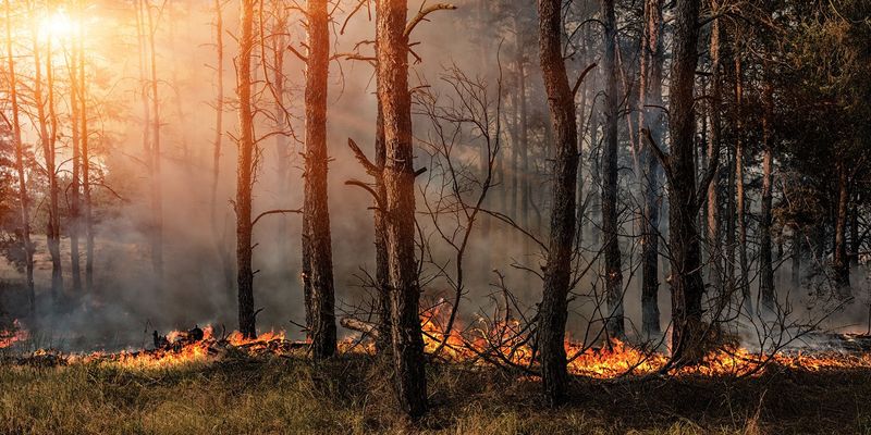 Global Carbon Dioxide Emissions from Forest Fires Increase by 60 ...