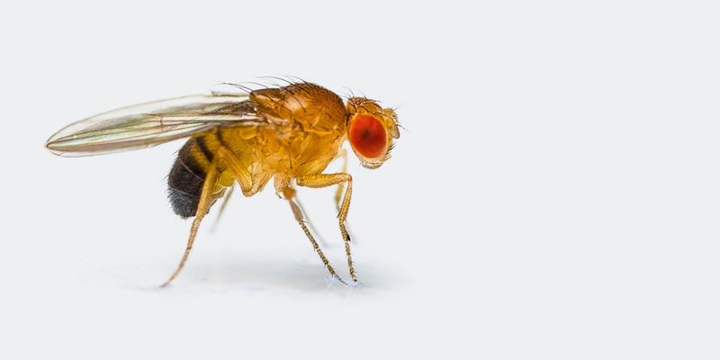 Reversing Brain Aging in Fruit Flies by Preventing Protein Buildup ...