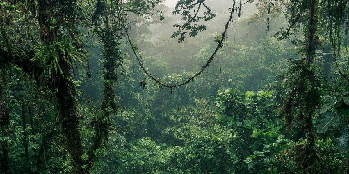 Large Rainforest Landscape Ethereal Rainforest Art Print, Mountain