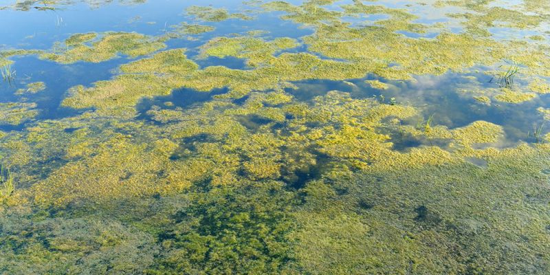 Yeast-Green Algae Mix Improves Water Treatment | Lab Manager