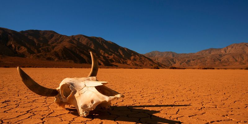 Living Microbes Discovered in Earth's Driest Desert | Lab Manager