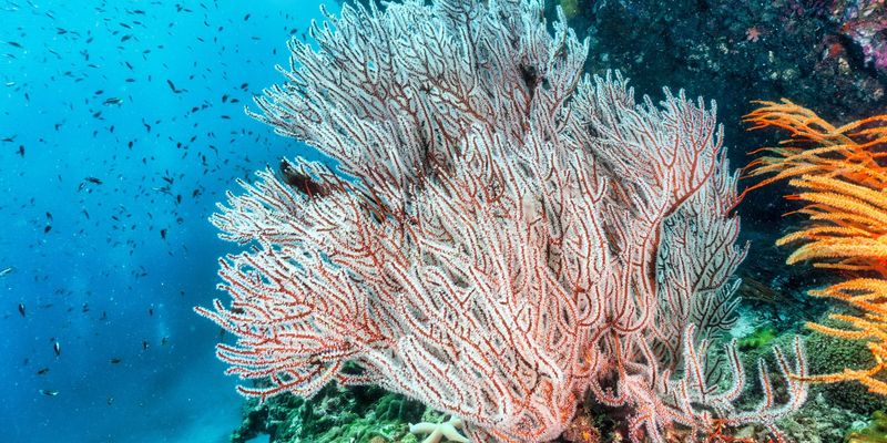 Coral Adaptation Unlikely to Keep Pace with Global Warming | Lab Manager