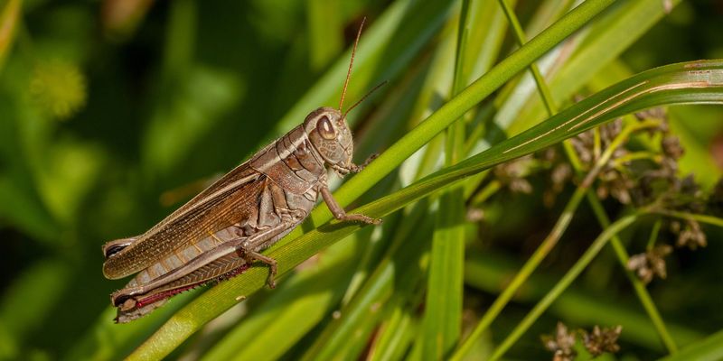 Scientist Discovers 16 New Grasshopper Species, Champions Desert ...