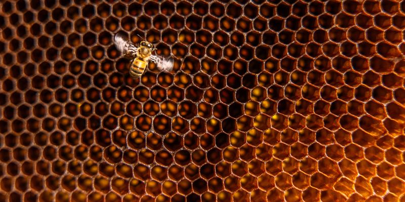 Using Computer Science to Save the Bees | Lab Manager