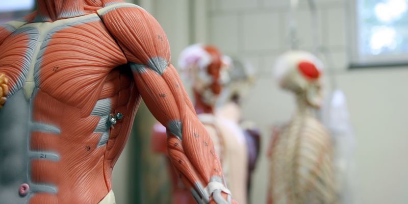 Artificial Muscles: The Future of Robotics & Medicine | Lab Manager