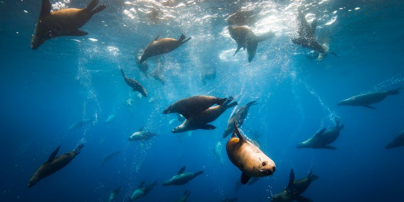 Ocean Data Collection: Biologging Marine Wildlife | Lab Manager