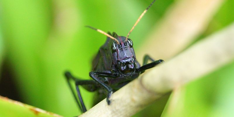 Insect Decline Study Reveals Complex Global Causes | Lab Manager