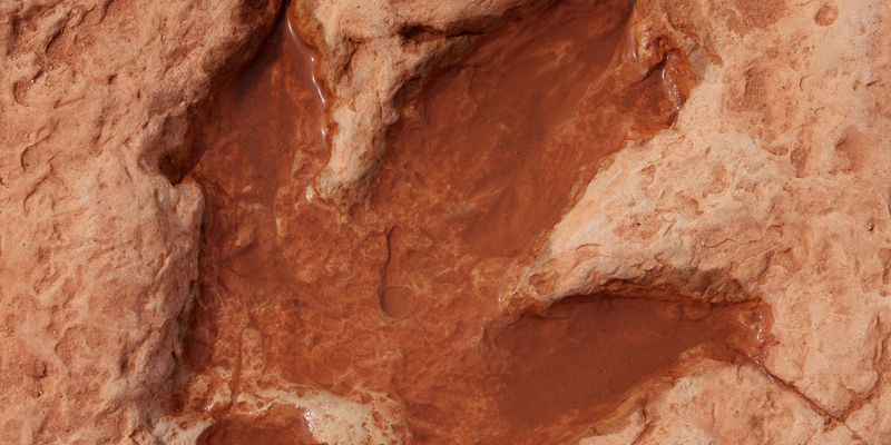 Dinosaur Feet: Unearthing the Largest Brachiosaur Foot and Its ...