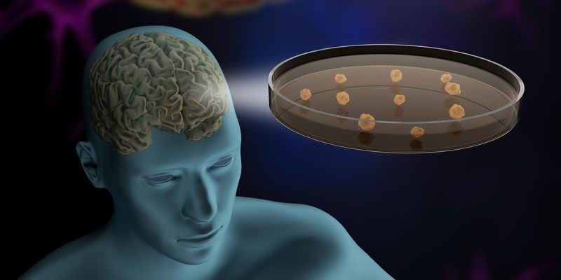 NIH Launches First National Organoid Modeling Center to Standardize ...